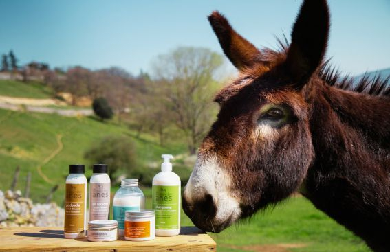 Lait d’ânesse : l’ingrédient miracle dans l’industrie cosmétique